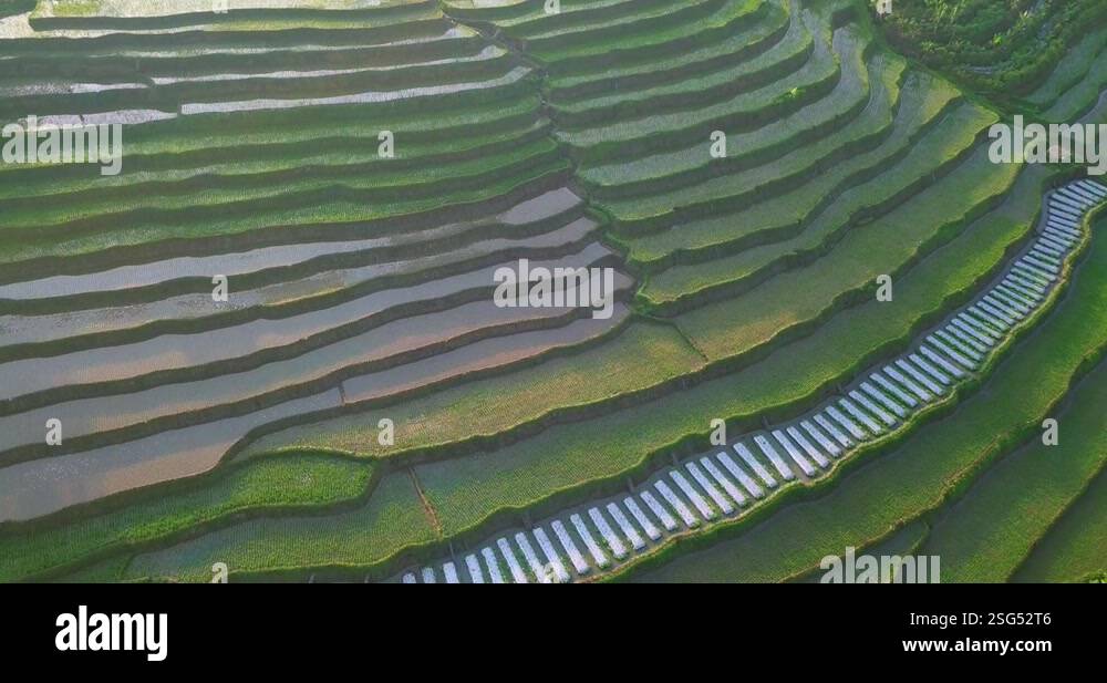 Orbit drone shot of small young paddy plant that planted on the flooded ...