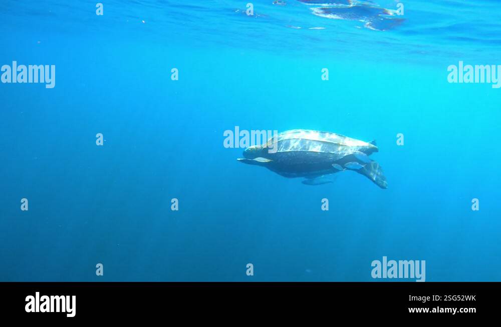 Turtle Flying By Small Fish Undersea - Exmouth, Australia Stock Video ...