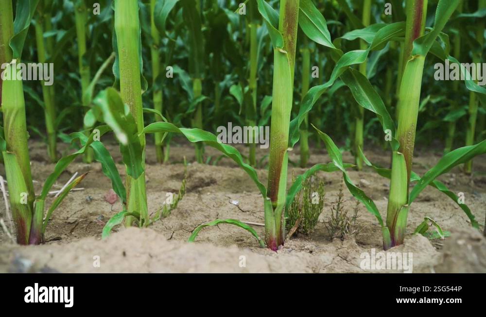 Maize corn crops close Stock Videos & Footage - HD and 4K Video Clips ...