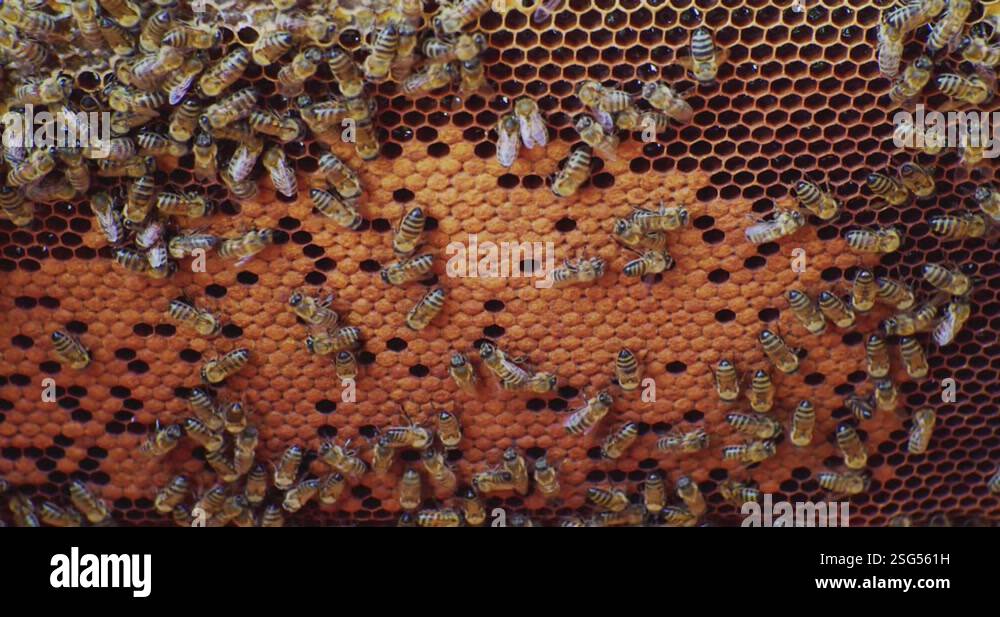 Bees move around the combs and produce honey.bees live in the hive ...