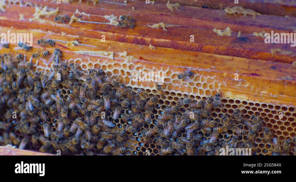 beekeeping.a lot of bees sit in an open beehive on honeycombs Stock ...