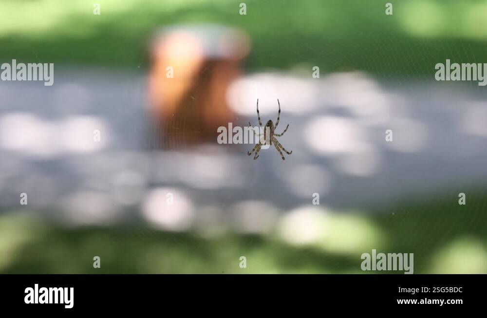 A Spider In The Center Of Its Web In Green Bushes Swings In The Wind On ...