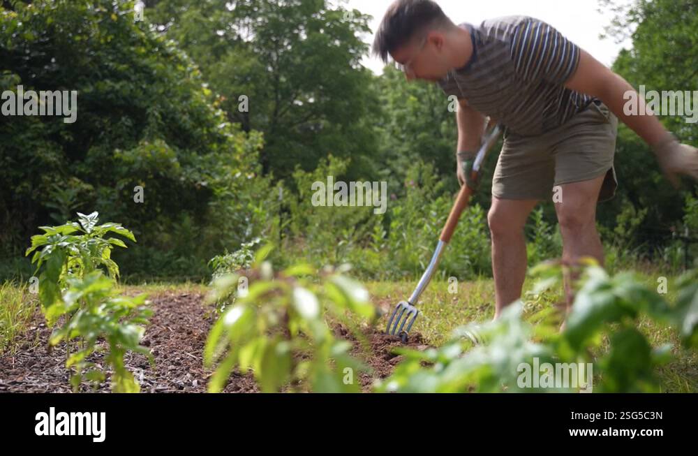 Young hipster man planting basil in home garden in the spring Stock ...