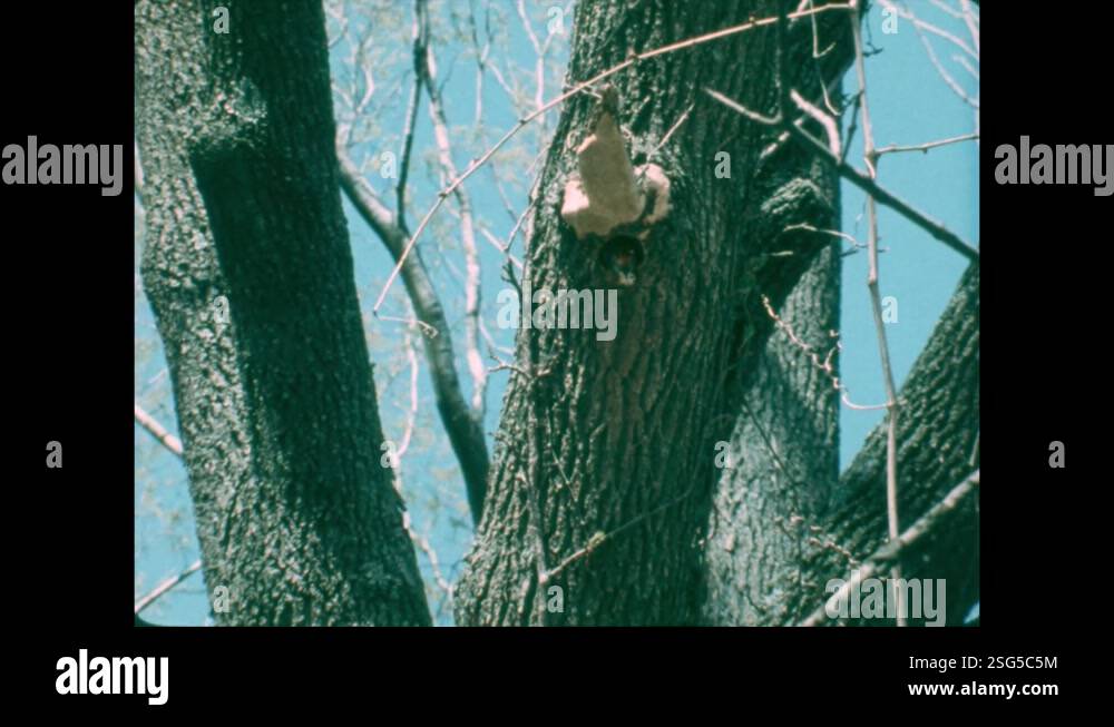 1990s: Squirrel in hole in tree. Rabbit in meadow. Mountain lion walks ...