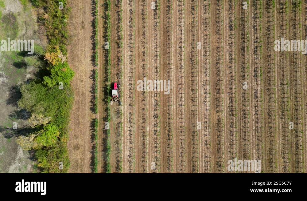 Tractor between rows of vineyards. Tractor movement in the rows of ...