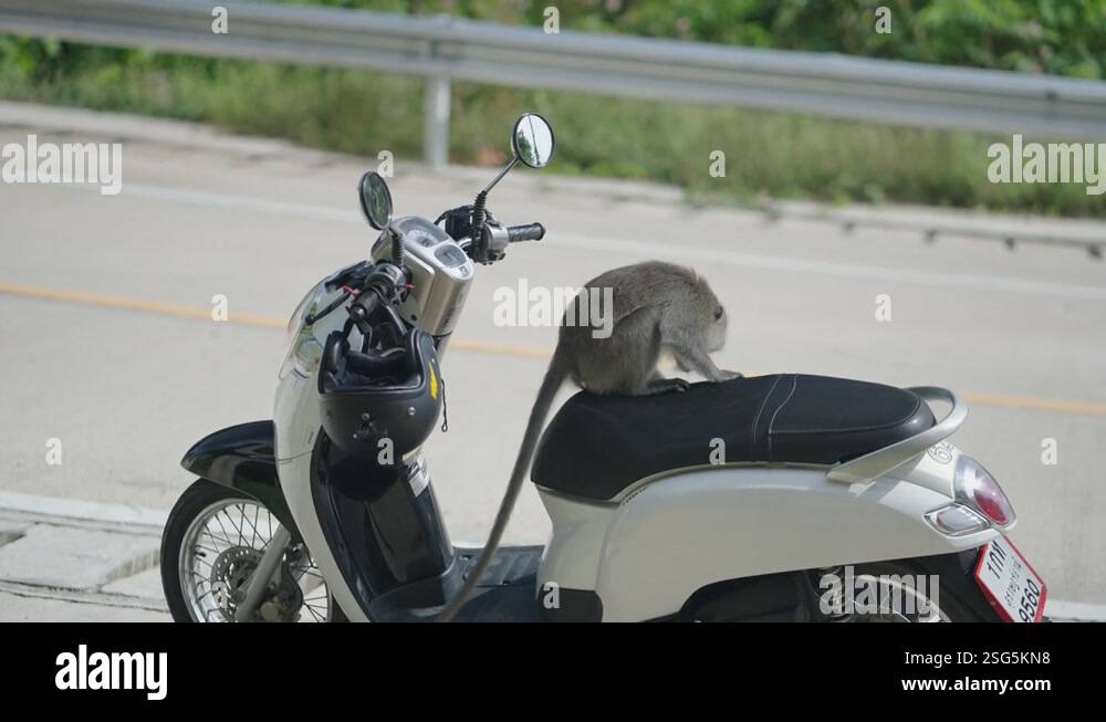 Back View Of Young Monkey Sitting On A Motorbike Parked On The Roadside ...