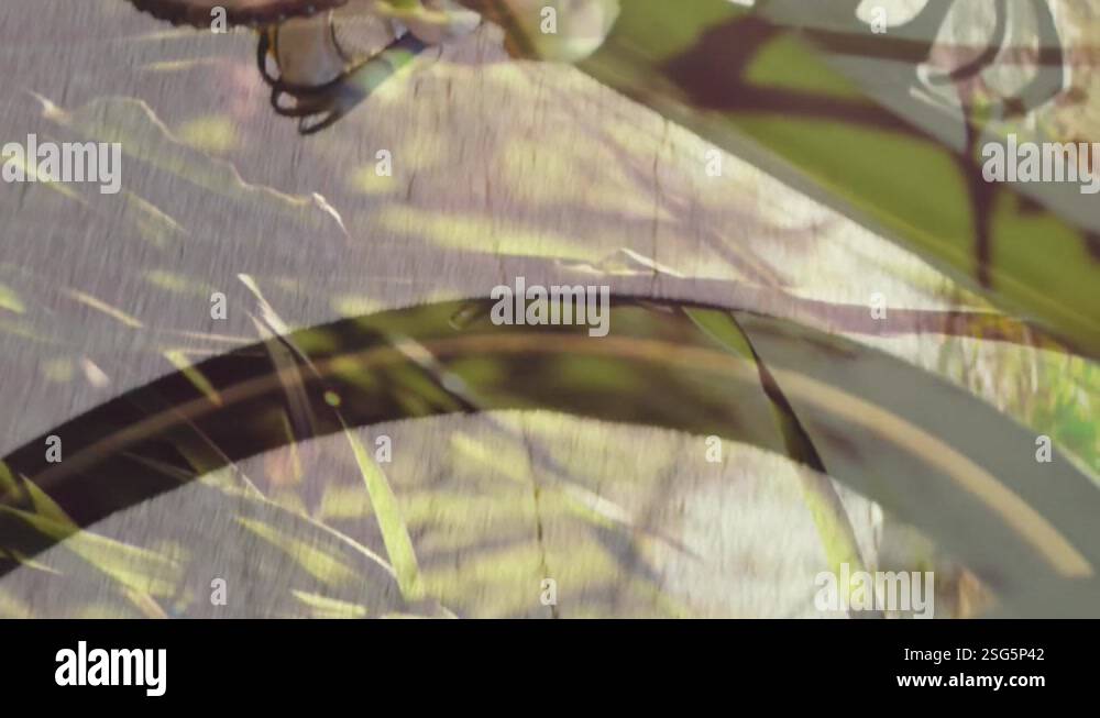 Animation of grass over caucasian woman cycling Stock Video Footage - Alamy