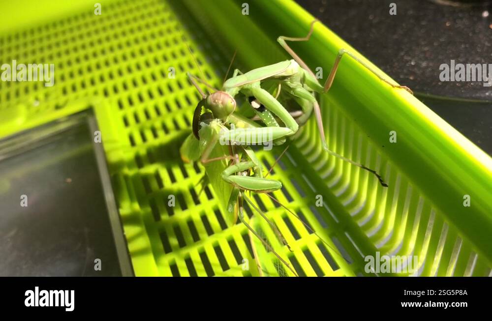 An European female praying mantis eats the male, her reproduction partner Stock Video Footage ...