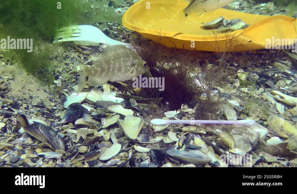 Plastic pollution of the sea: wrasse fish among plastic trash on the ...