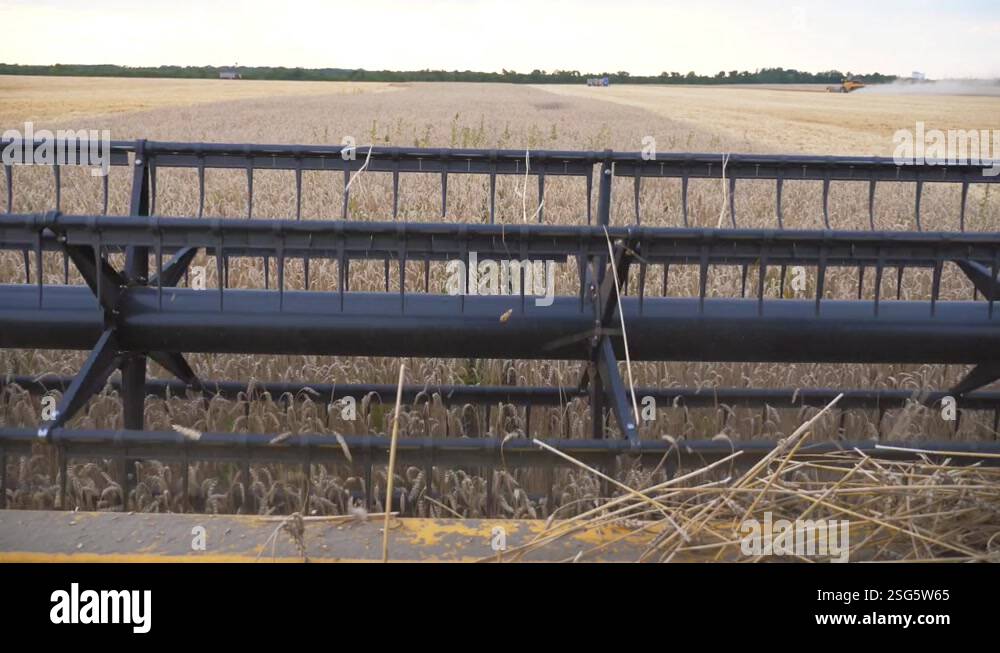 Close up knife of combine spinning and cutting ears of wheat. Grain ...
