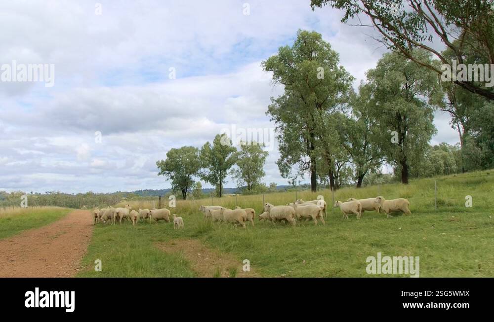 Herding Sheep On Scenic Green Australian Farm In The Outback, 4K Stock ...