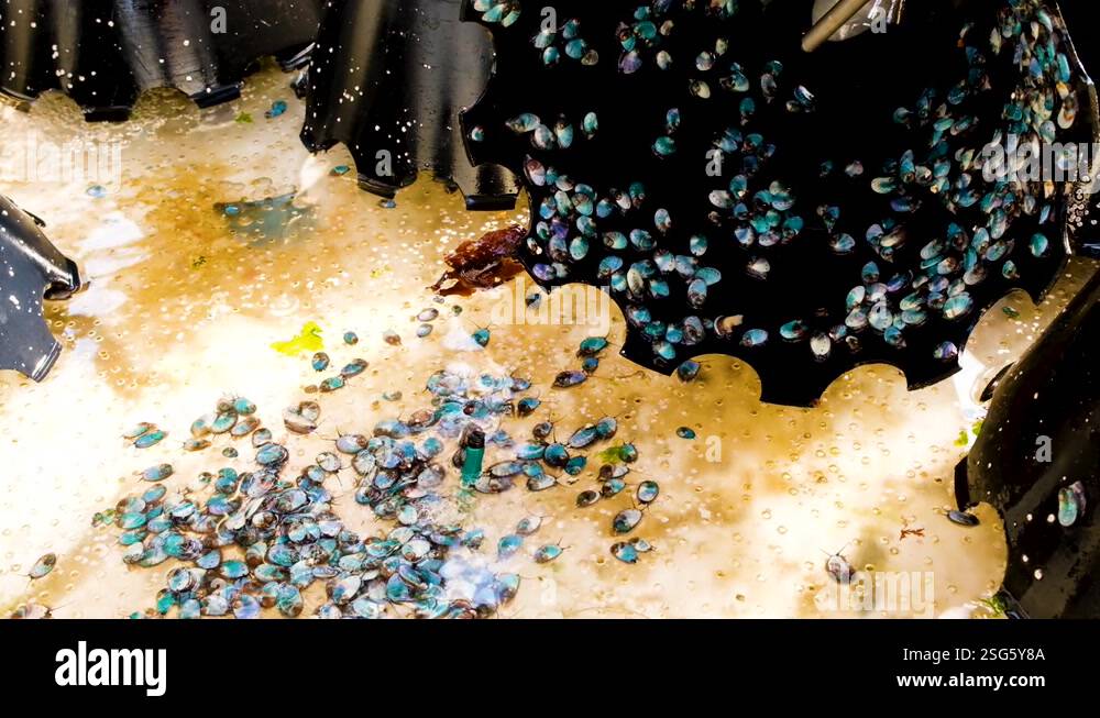 Abalone spat attached to black cone and bottom of empty tank ...