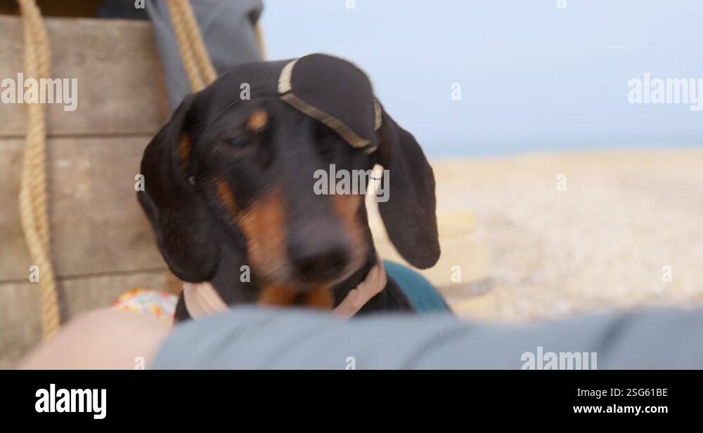 Dog in pirate costume, bandage on muzzle shows tricks with coin. Circus ...
