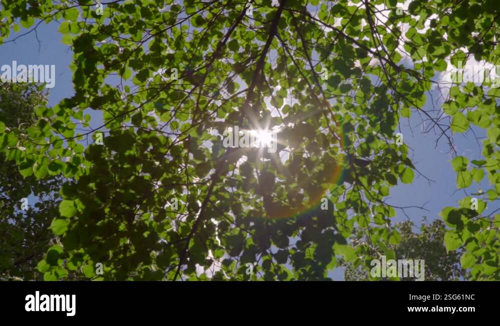 Sunbeam shines glare through tree Stock Videos & Footage - HD and 4K ...
