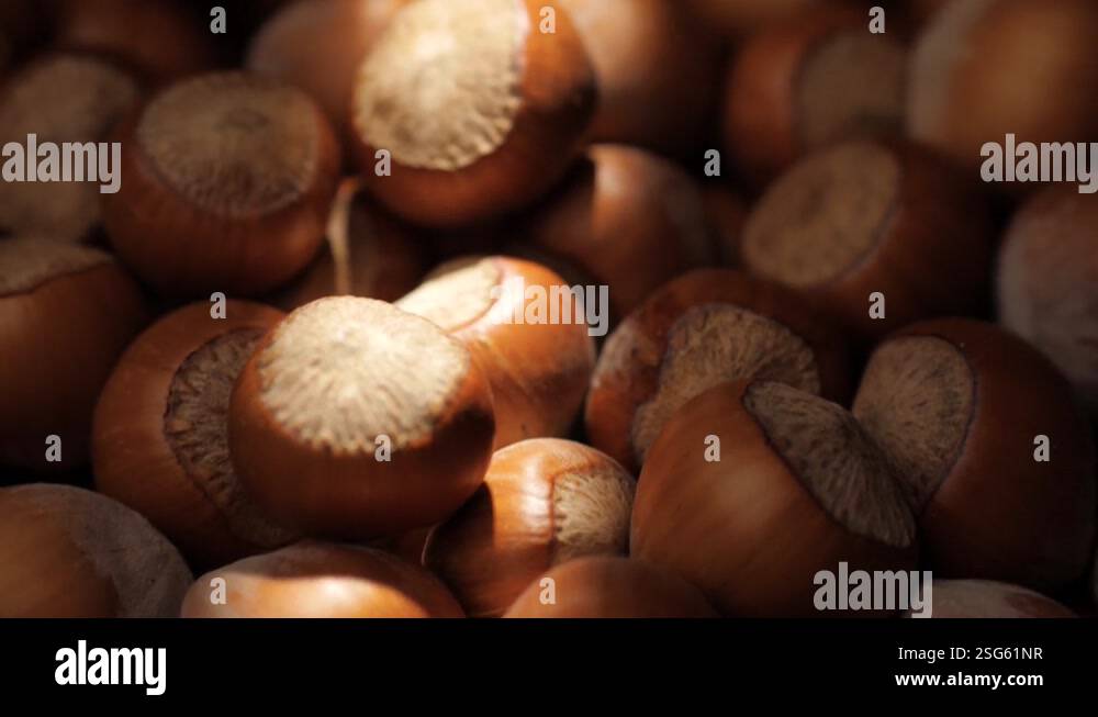Hazelnuts. Macro shot camera moves slowly and showing hazelnut in ...
