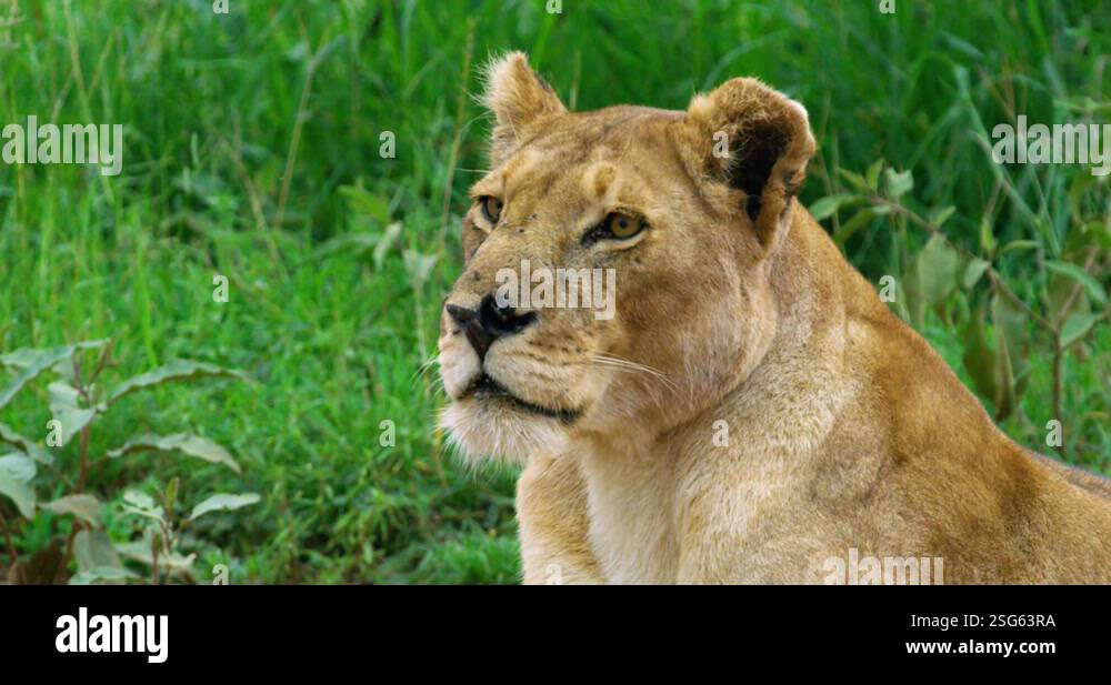 A close shot of yellow lioness in Serengeti area in Tanzania Stock ...
