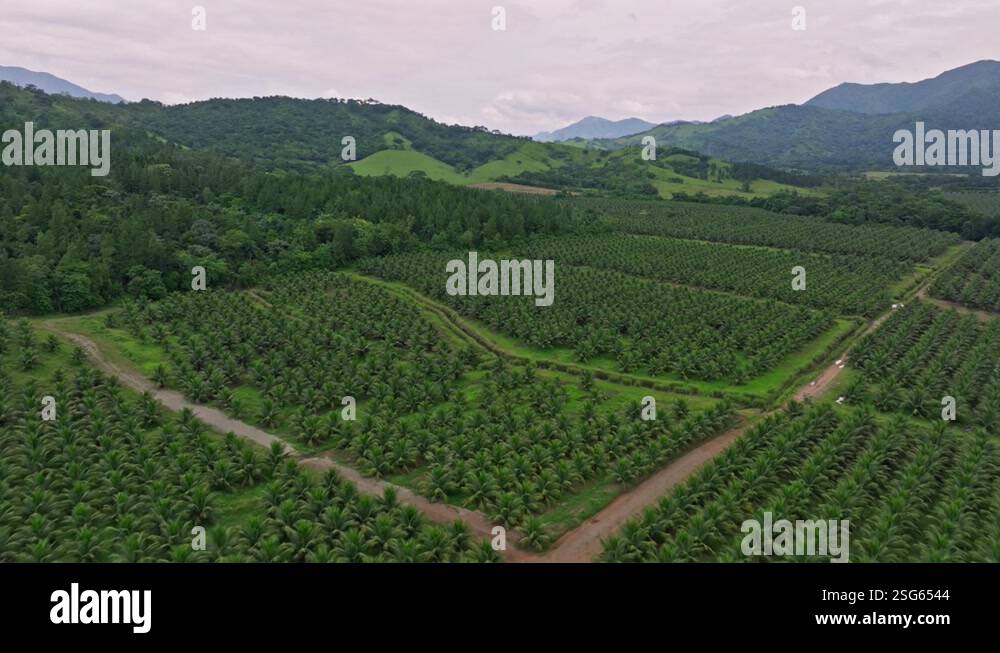 Dwarfcoconut Stock Videos & Footage - HD and 4K Video Clips - Alamy