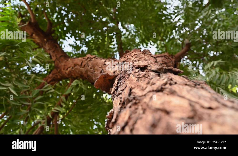 Neem tree bark, an old neem tree also known as Azadirachta indica Stock ...