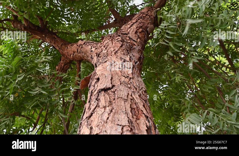 Neem tree bark, an old neem tree also known as Azadirachta indica Stock ...