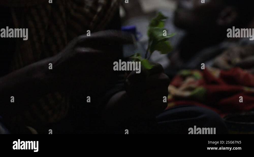 Ethiopian men chewing khat during a sufi ceremony, Harar, Ethiopia ...