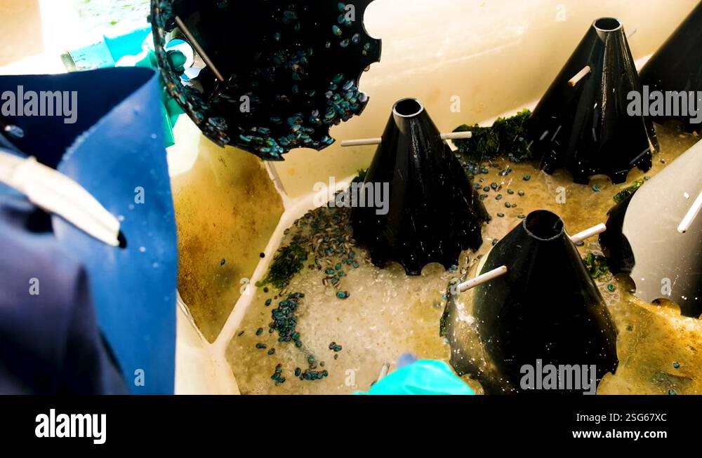 Worker on commercial aquaculture farm cleaning tank with abalone spat ...
