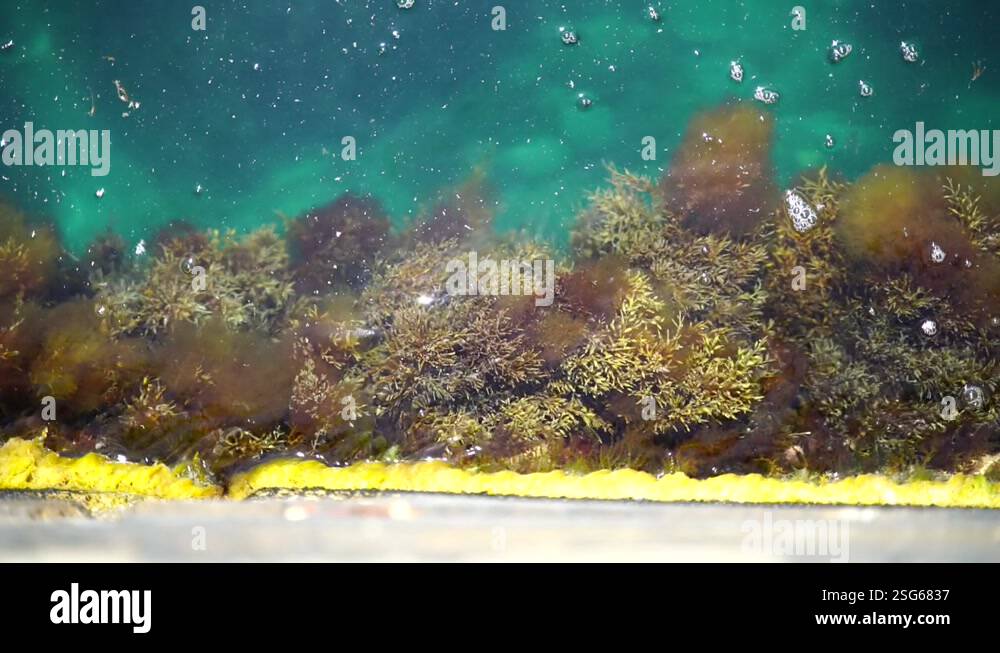 Algae on the stone. Green algae and brown algae on the rocks at a ...