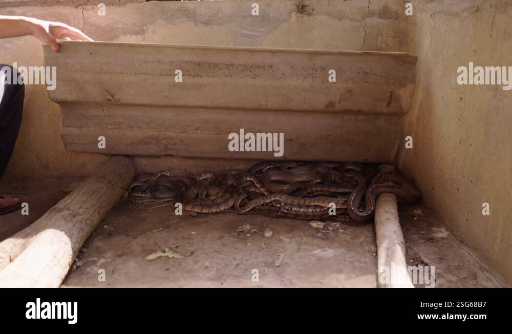 Man's hand lift up the shed to show a swarm of many snakes in the ...