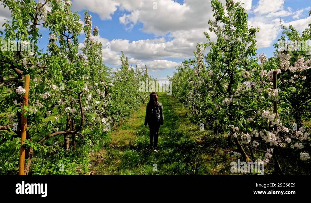 Static shot of female walking through rows of flowering lilac trees ...
