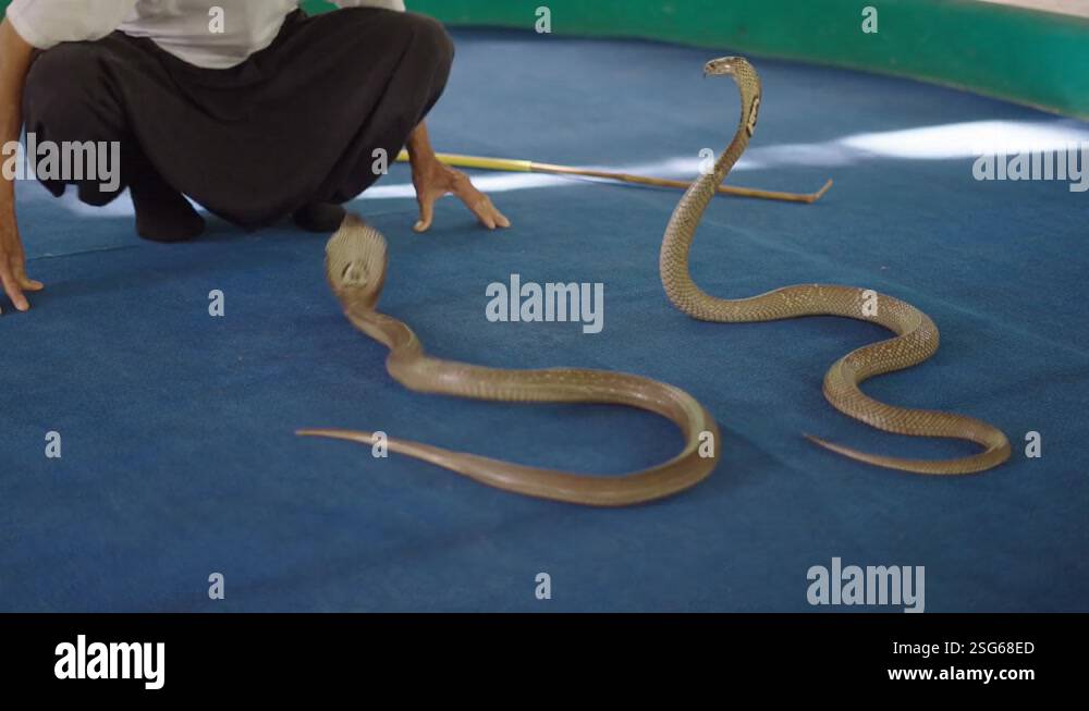 Charmer man training two Thai cobra snakes on a blue stage floor ...