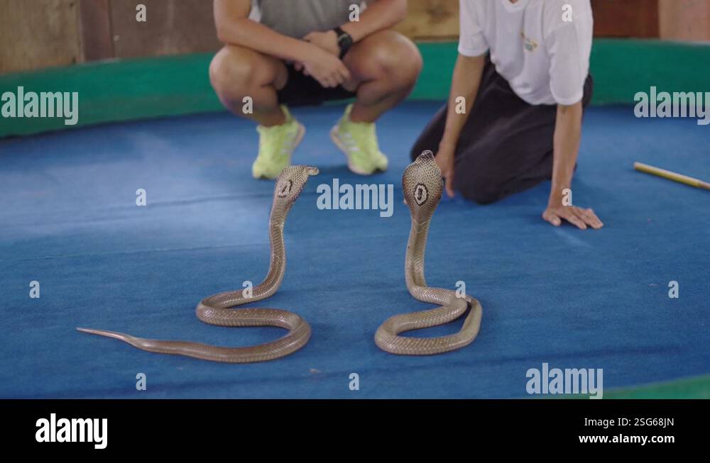 Chiang Mai Snake Show - Man handler showing to tourist how to play with ...