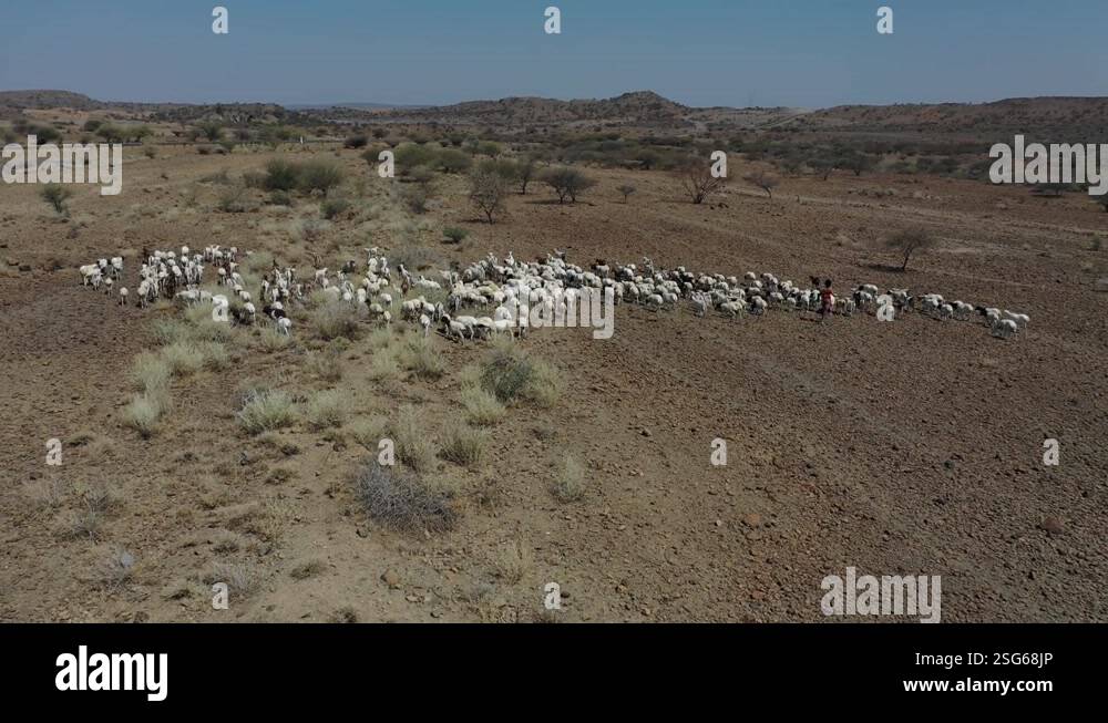 Aerial view of a flock of sheep in an arid area, Afar Region, Gewane ...