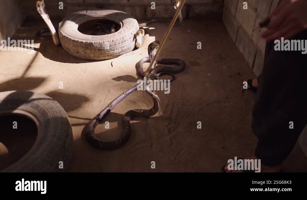 Man handler training touching body of Thai cobras which spread hood ...