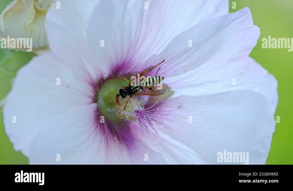 Wasp crawling on hollyhock flower Stock Video Footage - Alamy