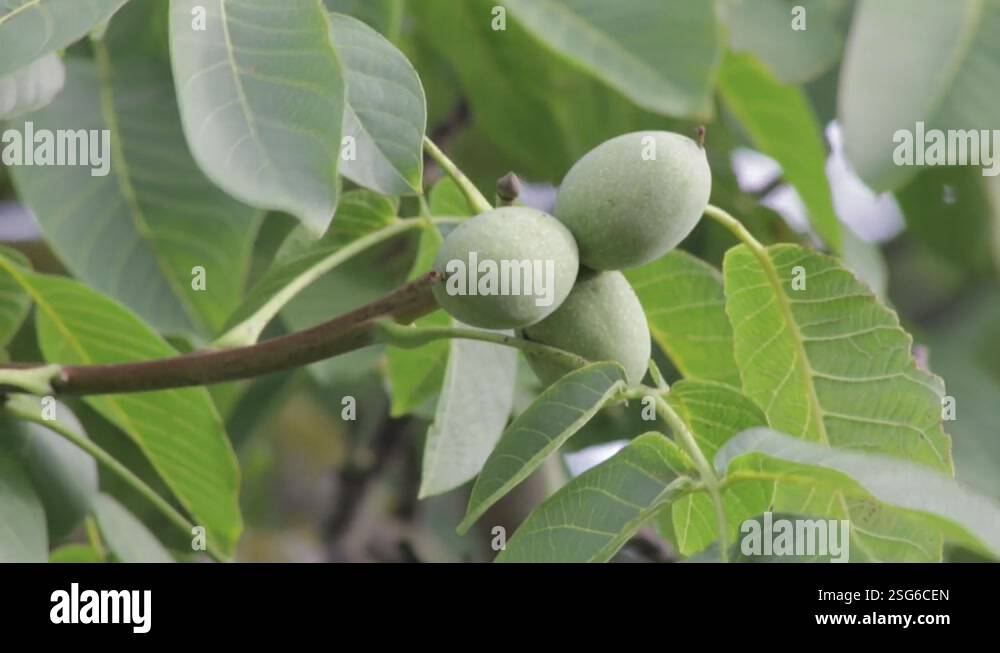 Medium close-up three green walnuts growing on a branch of a walnut ...