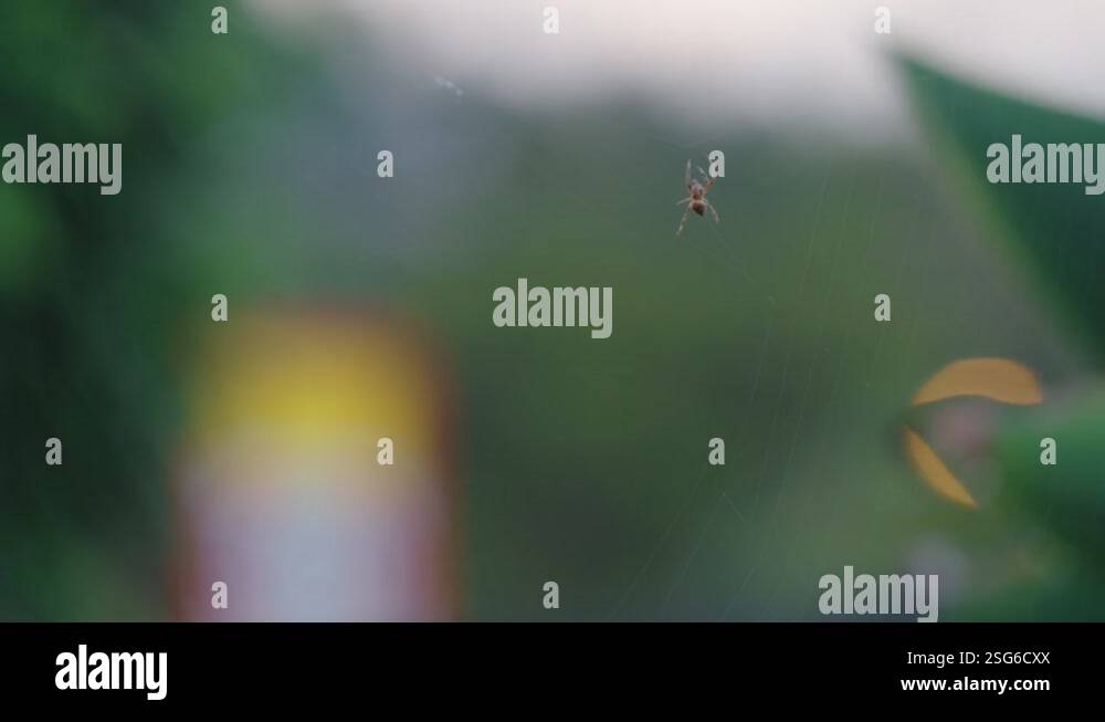 Close Up Focus On Spider Spinning Web With Blurred Green Background, 4K ...