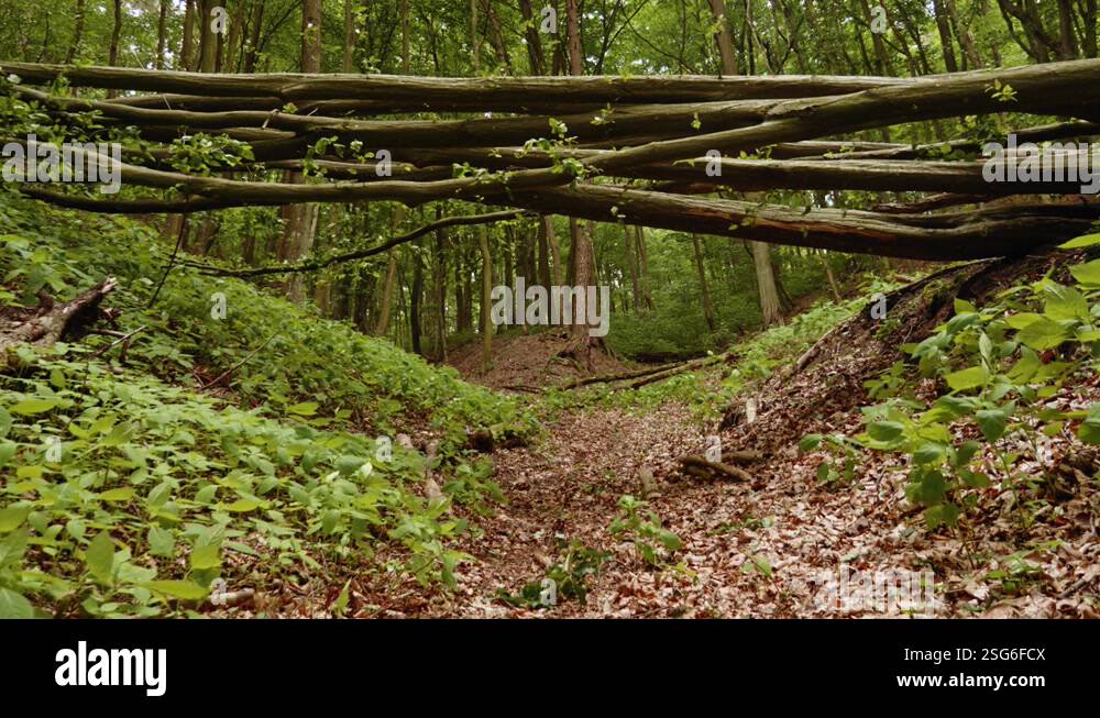 Fallen Tree Logs Blocking A Hiking Trail In The Woods. - Steadyshot ...
