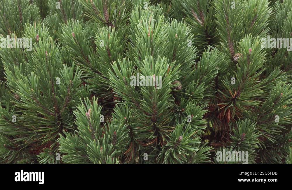 Mugo pine pinus mugo mugo Stock Videos & Footage - HD and 4K Video ...