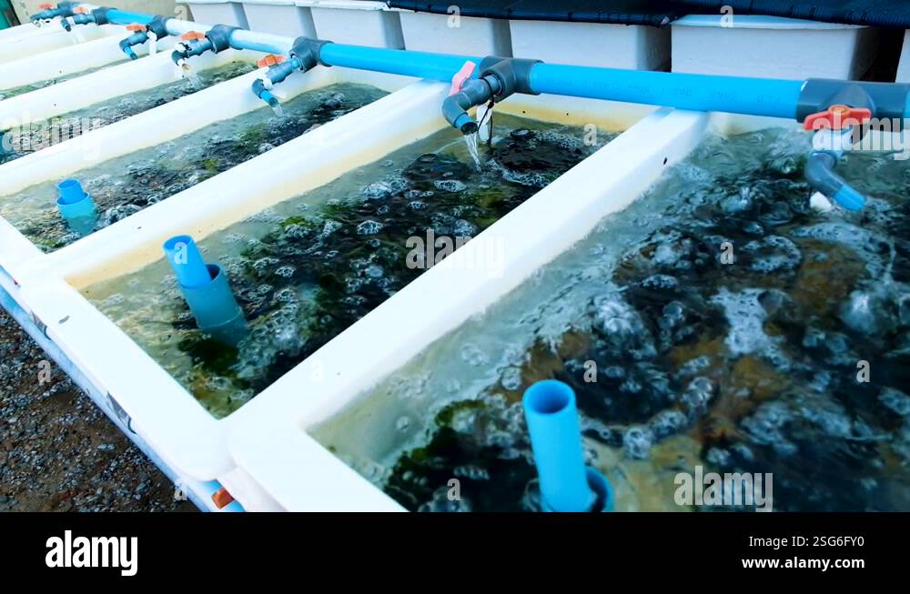 Water flowing into abalone tanks and being aerated, commercial abalone ...