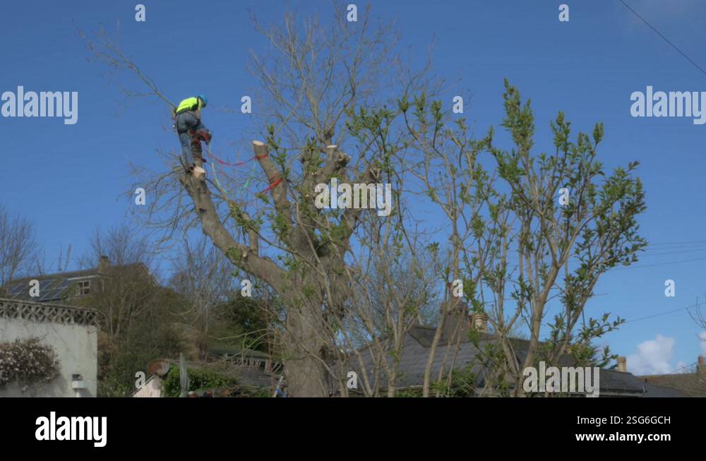 Tree surgeon pruning wearing safety gear and helmet Stock Video Footage ...