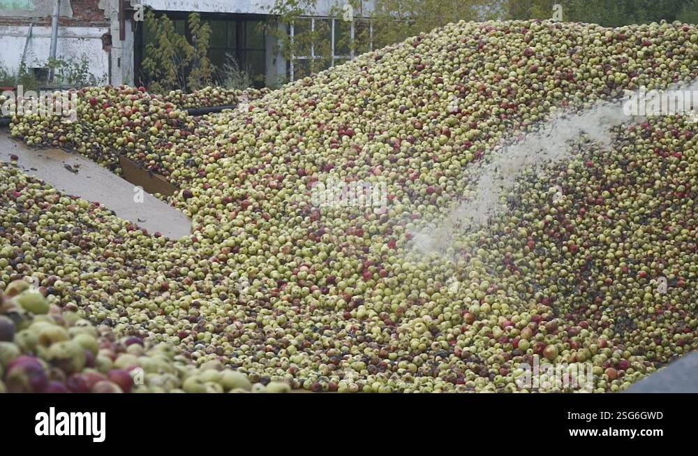 Washing huge amounts of apple fruits collected in the pile at the ...