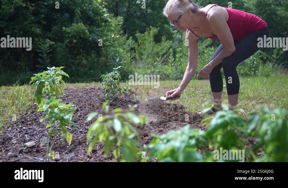 Woman sprinkling fertilizer on freshly turned dirt after planting basil ...