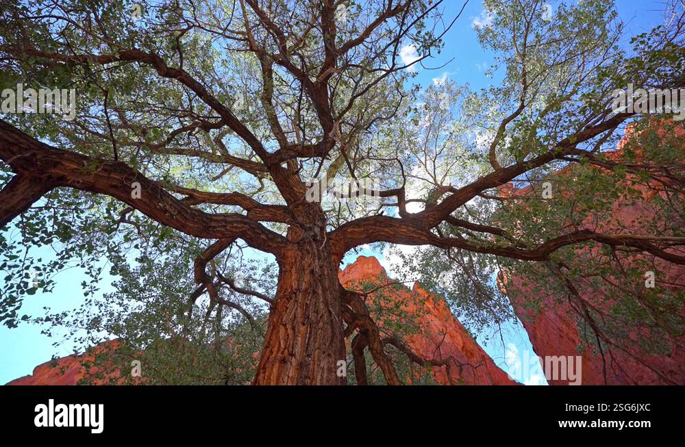 Looking up through tall tree in we glowing red cliffs in Utah Stock ...