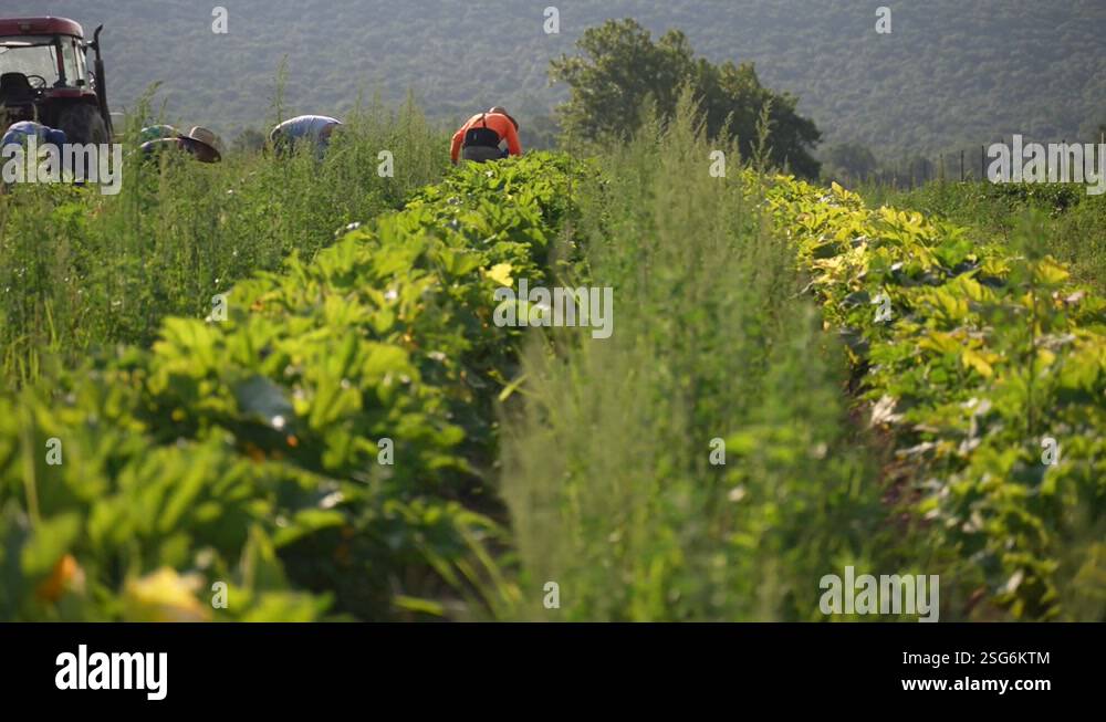 Men in field picking cucumbers and zucchini in a field on a summer ...