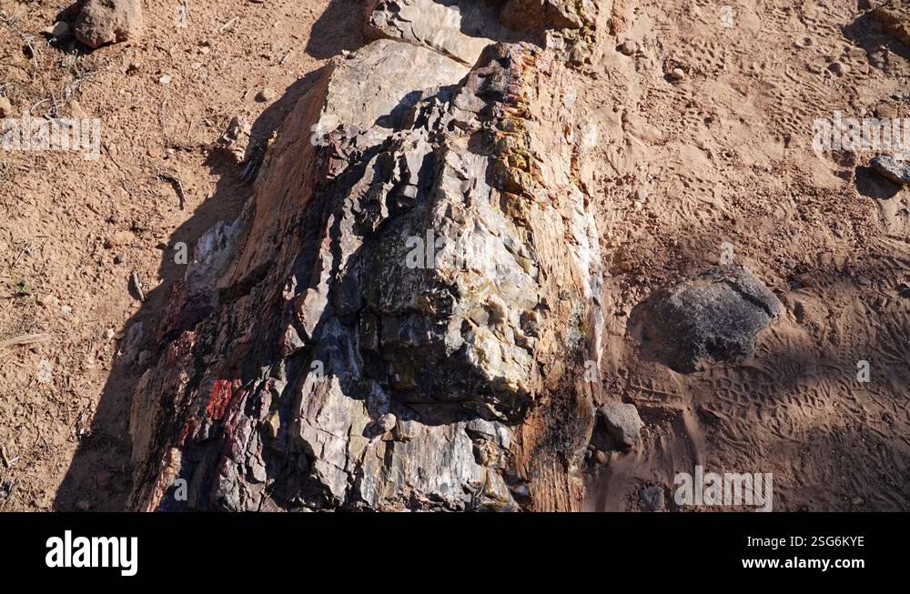 Petrified wood from fossilized tree in the Escalante desert Stock Video ...