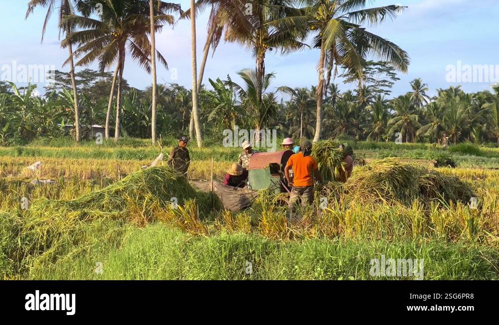 Chopper of grass and branches. Asian people immerse the grass in ...
