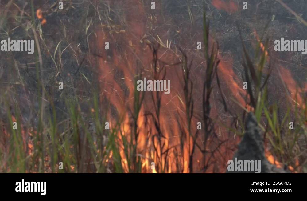 Close up of a wildfire in the Amazon rainforest as a firefighter sprays ...