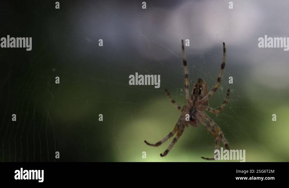 A Spider In The Center Of Its Web On Wind. Close Up. Macro. 60 FPS, 4k ...