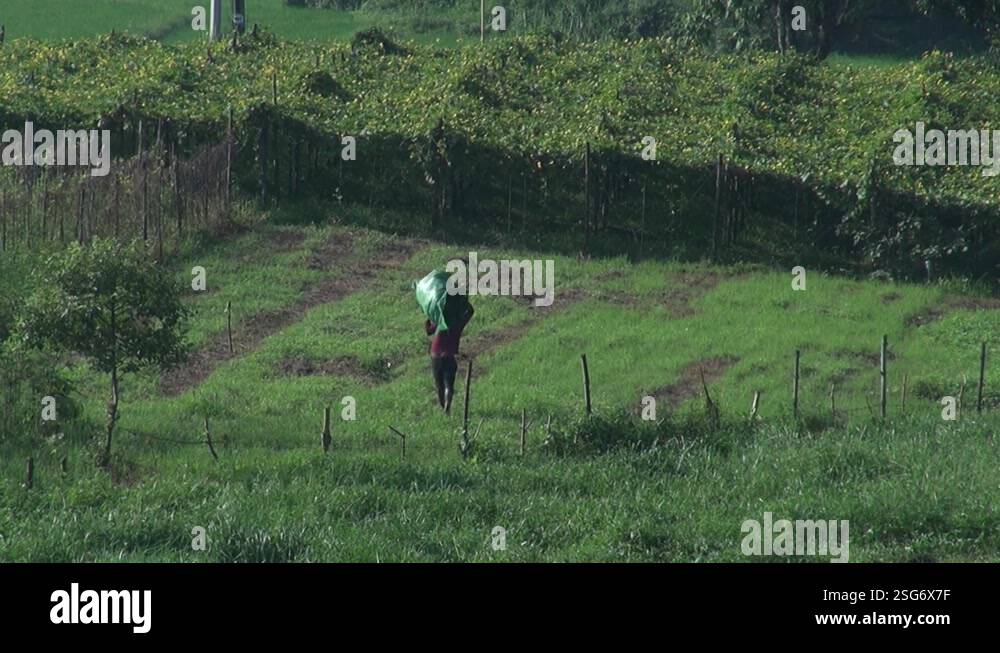 Filipino farmer walking across the field doing farm work and ...