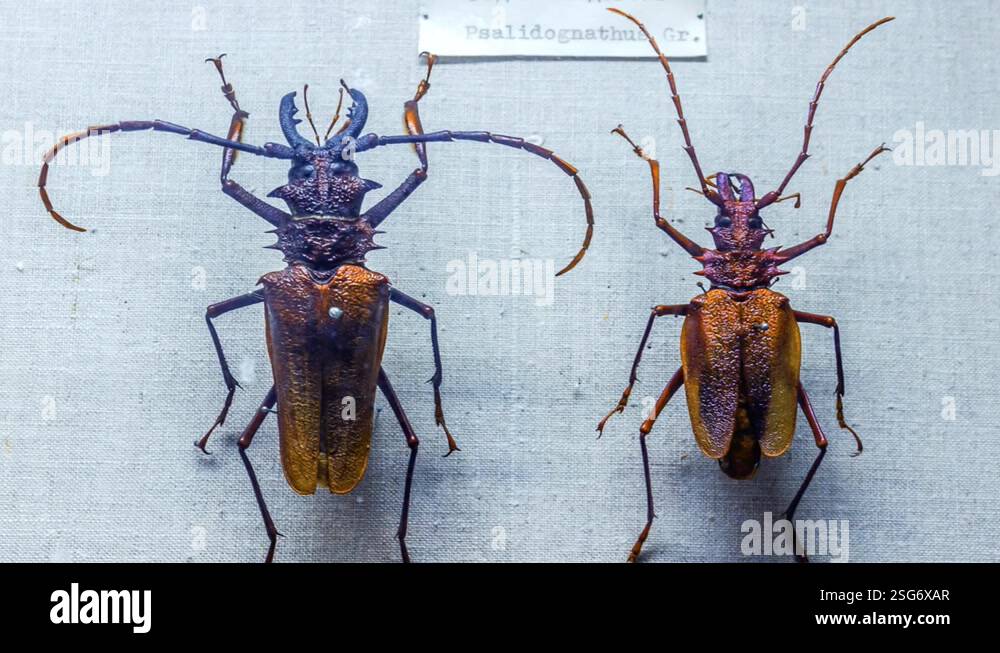 Collector bugs Stock Videos & Footage - HD and 4K Video Clips - Alamy