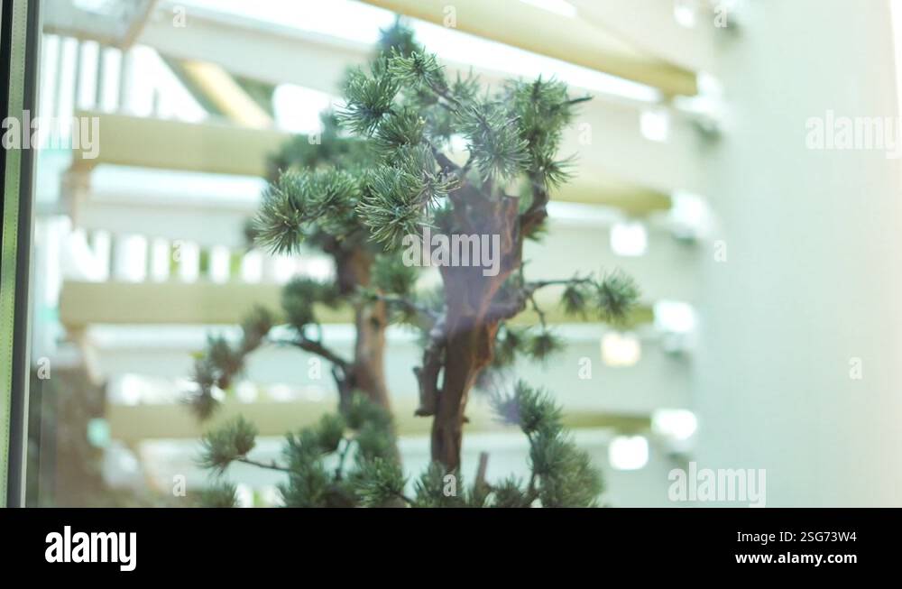 placed showpiece Artificial tree in cruise Stock Video Footage - Alamy